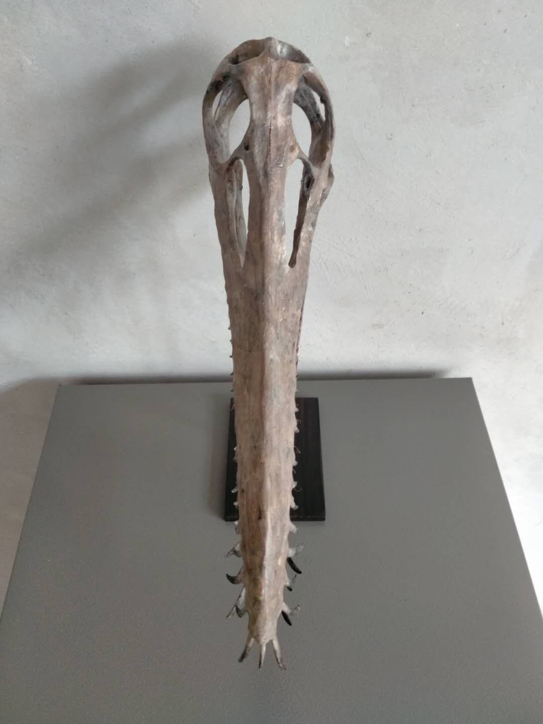 NEW, 40CM, Pterosaur / Boreopterus Skeleton Model Yayl-2020 - Etsy