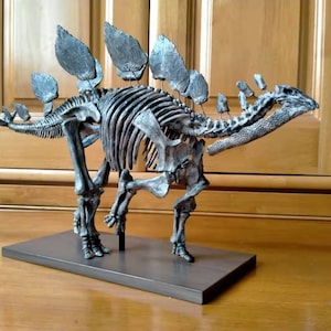 45 CM, Dinosaur Model / Stegosaurus Skeleton Model JL202101 - Etsy