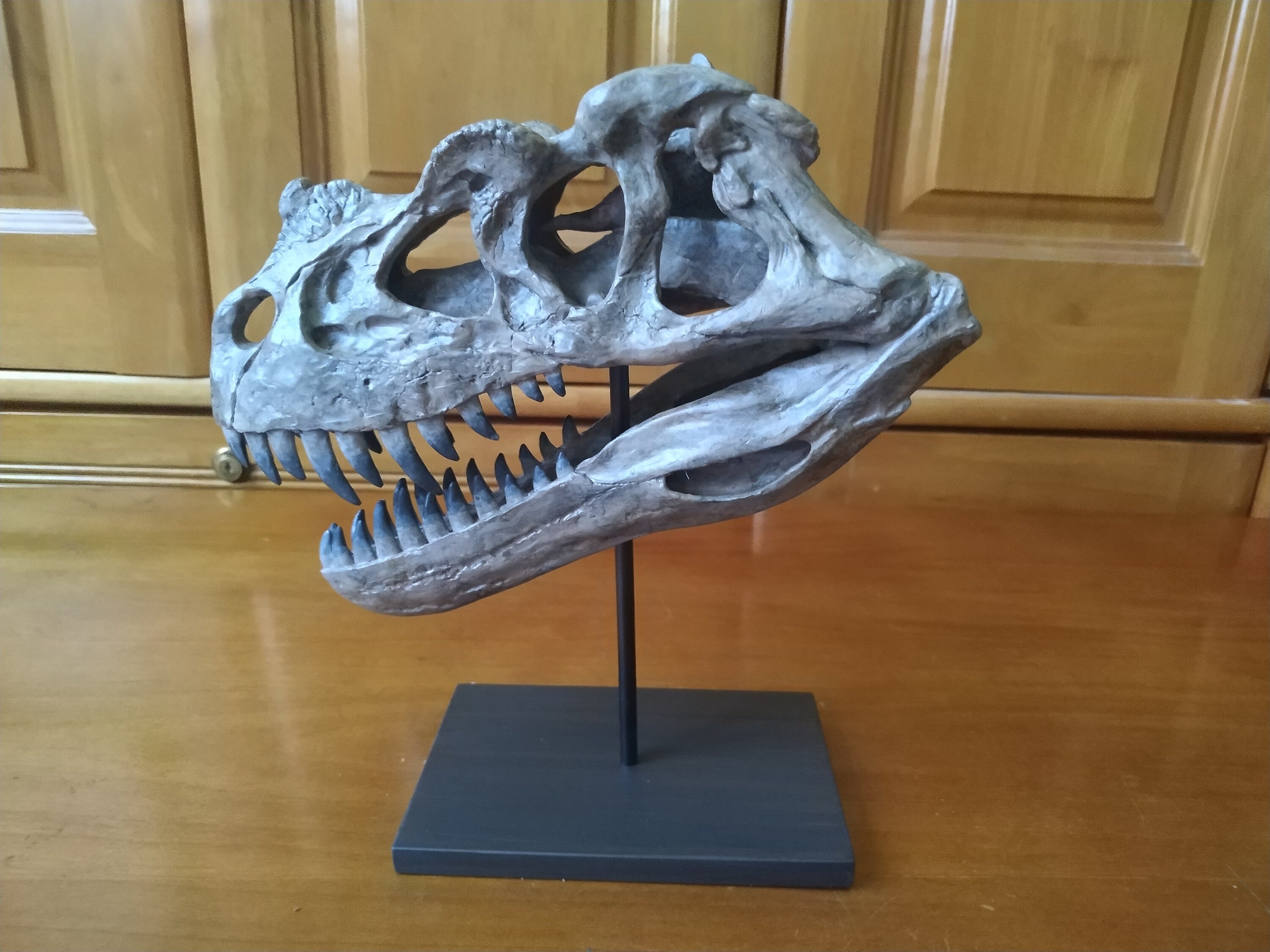 21CMDinosaur model / ceratosaurus Skull Model JBL-2020 | Etsy