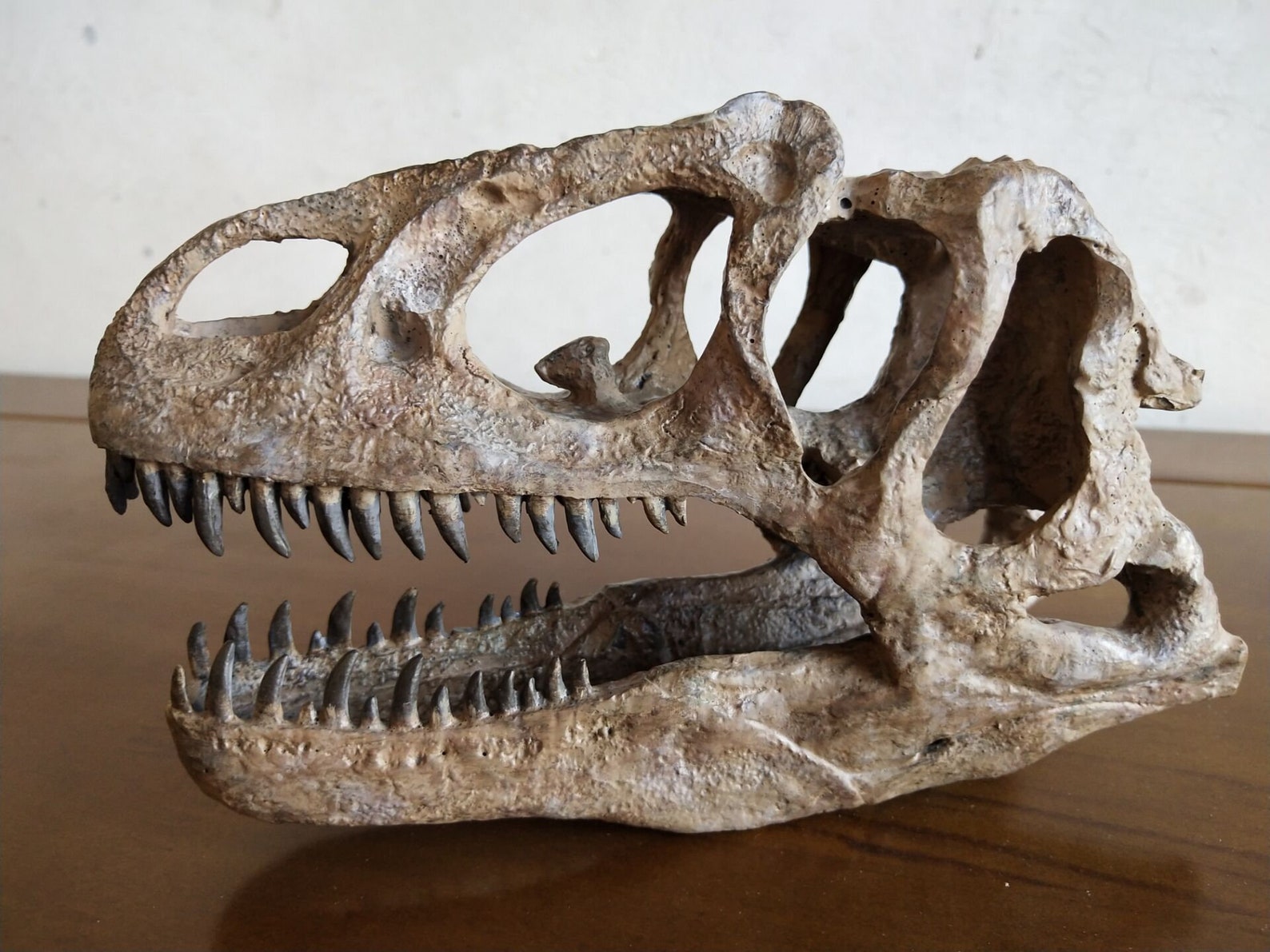 17cmdinosaur Model / Allosaurus Skull Small Model Ytl-ni | Etsy