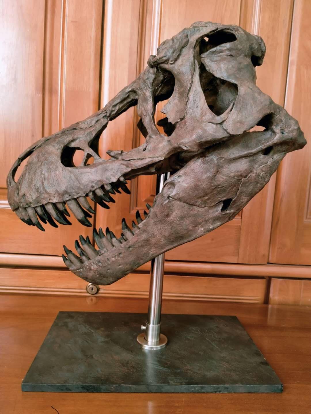 NEW 38cmdinosaur Model / T-REX Skull Model DB Ni | Etsy