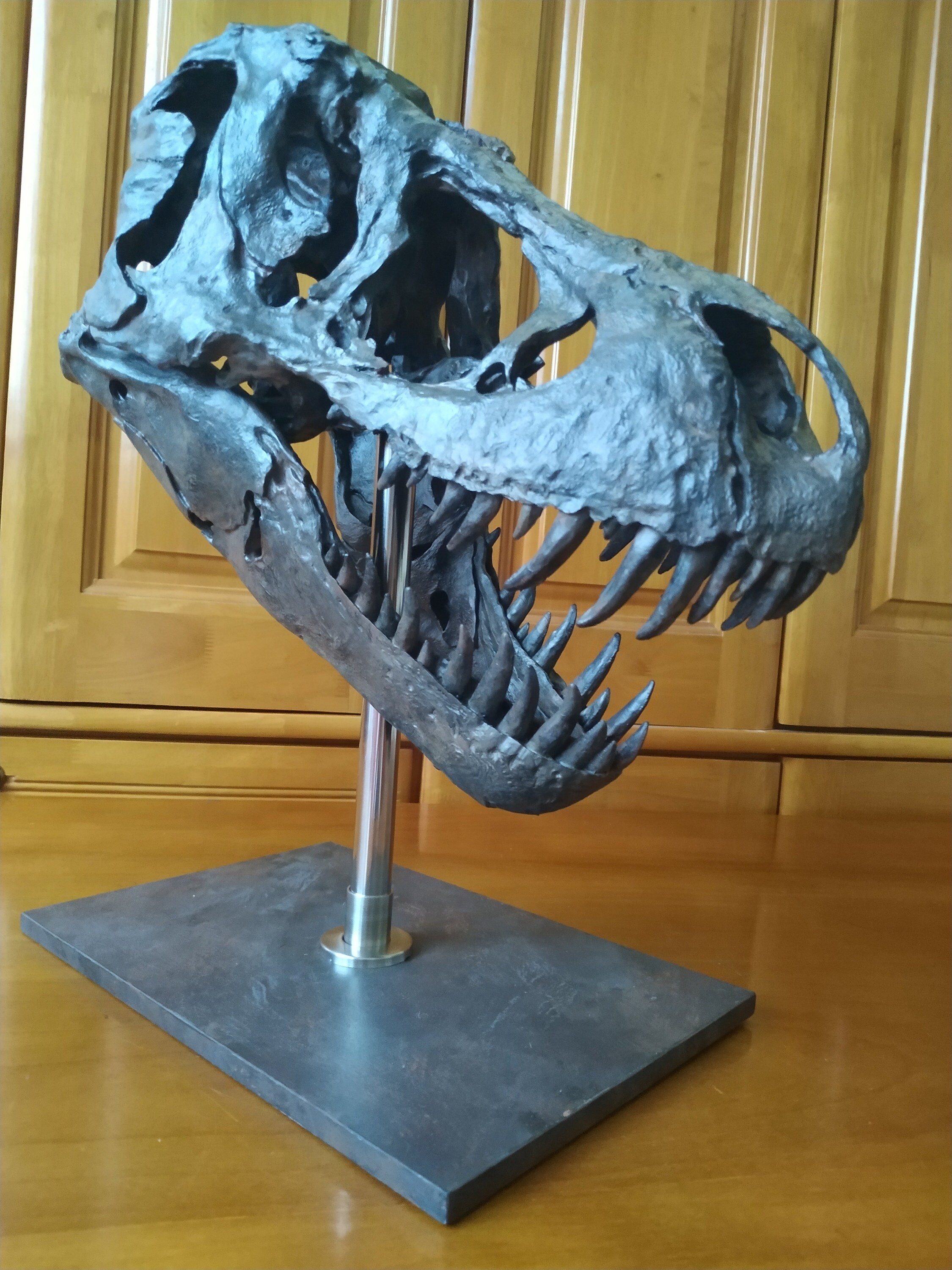 NEW 38cmdinosaur Model / T-REX Skull Model Db-hei | Etsy