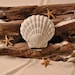 SCALLOP SHELL Sand Magnet FAVORS, Beach Wedding, Destination Wedding ...