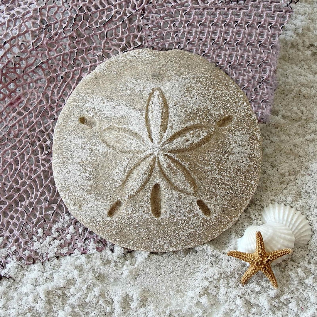 Sand Dollar Handcrafted Sand Magnet-coastal Gift-beach Wedding Favors ...