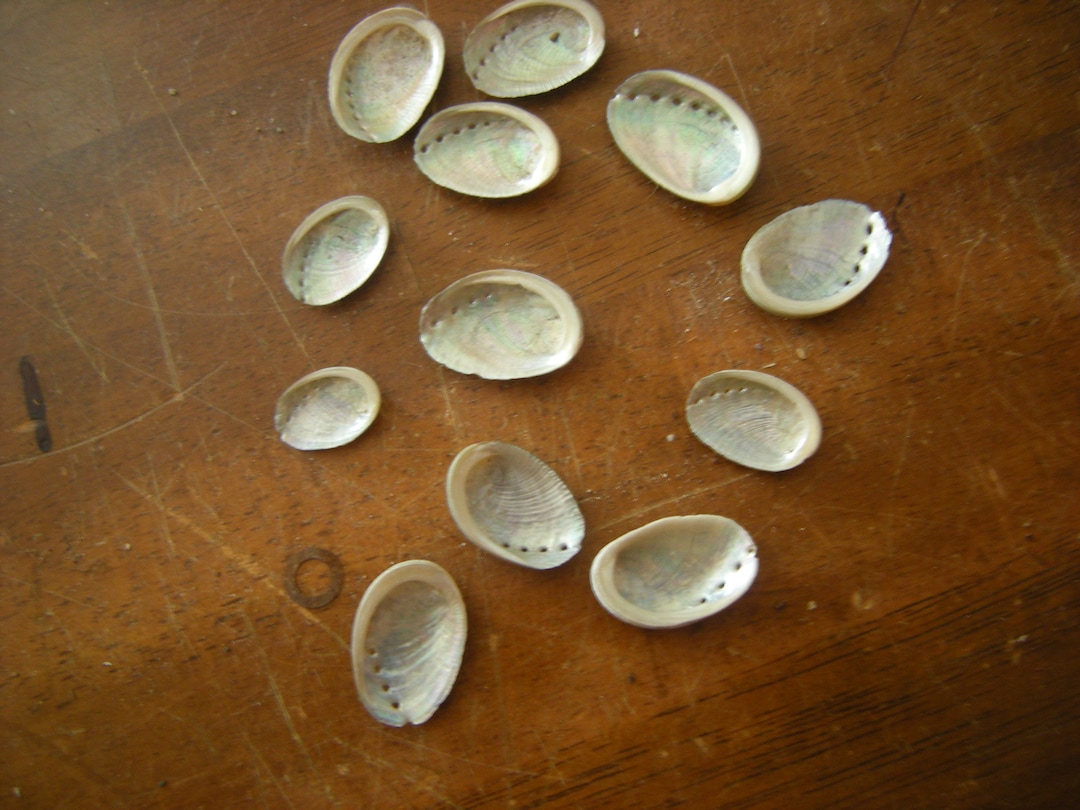 Small Abalone Shells-12 Shells-art-crafts-jewelry-wind Chime- - Etsy