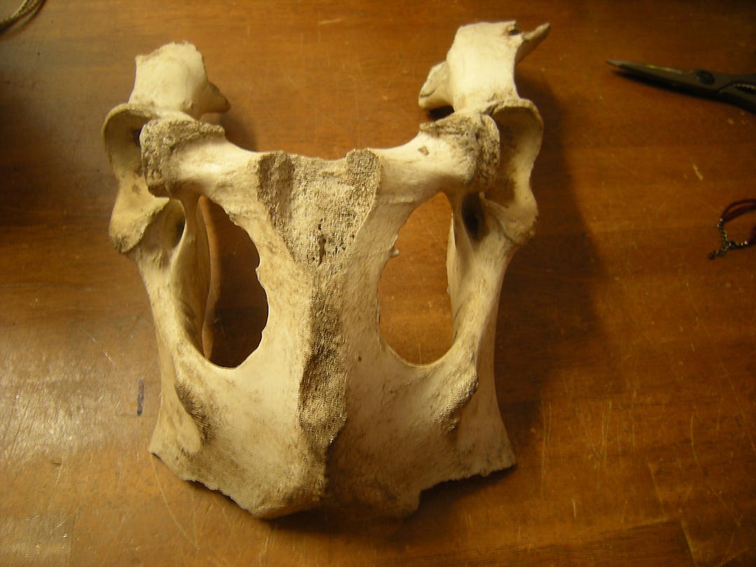 Cow Pelvis-bones-art-crafts-raw Material-curiosities-taxidermy ...