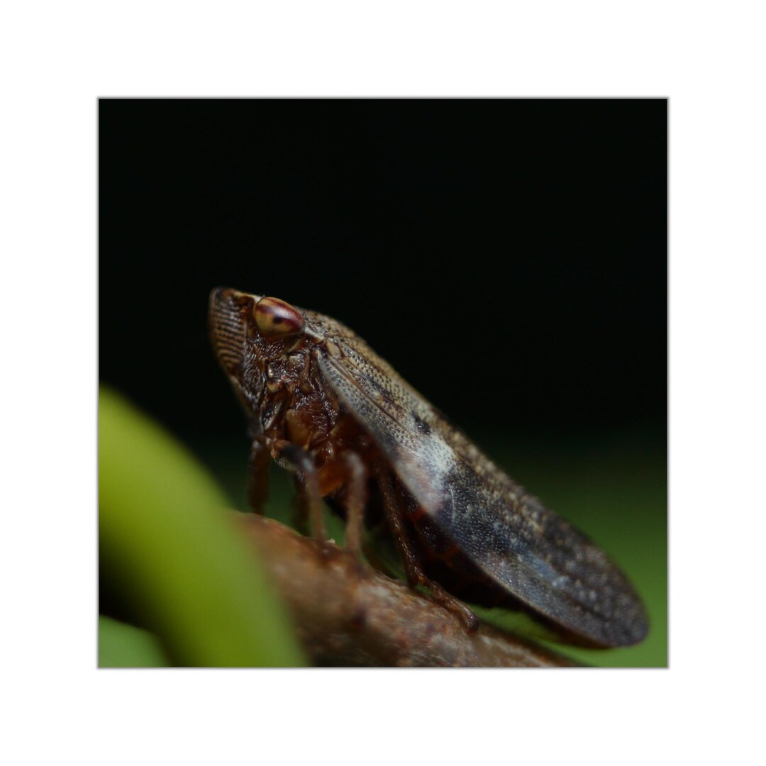 Treehopper Insect Close-up Square Vinyl Sticker | Macro Bug Photography ...