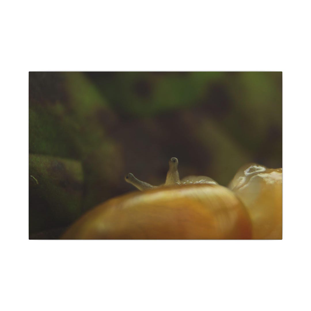 Snail Macro Photography Matte Canvas - Etsy