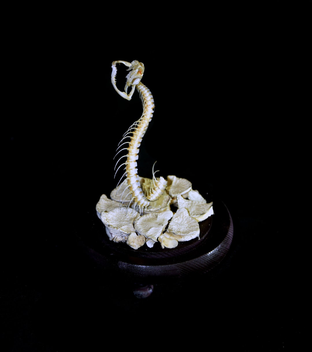 Snake Vertebrae and Skull Real - Etsy