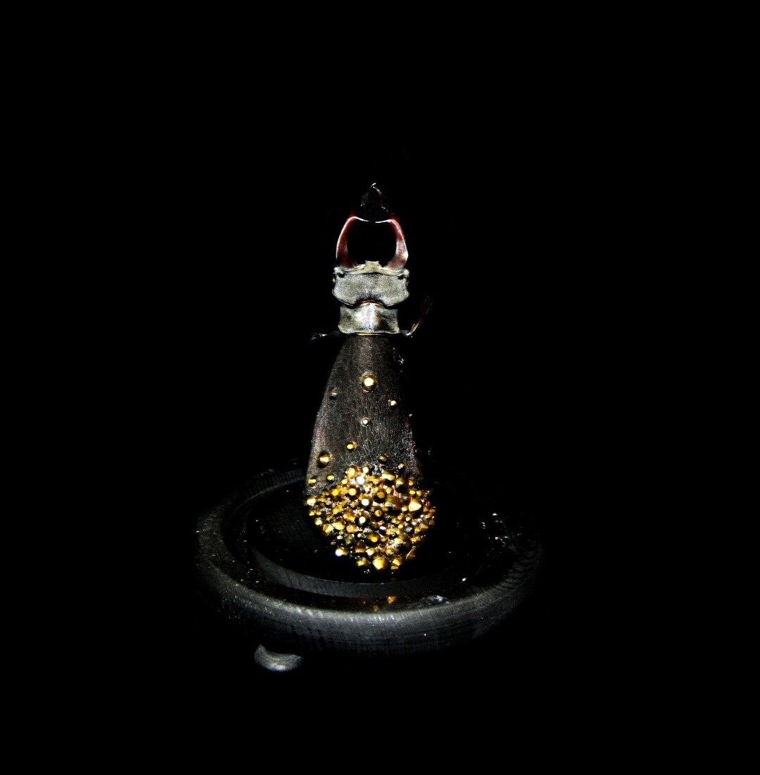 Real Romanian Stag Beetle Glass Dome - Etsy