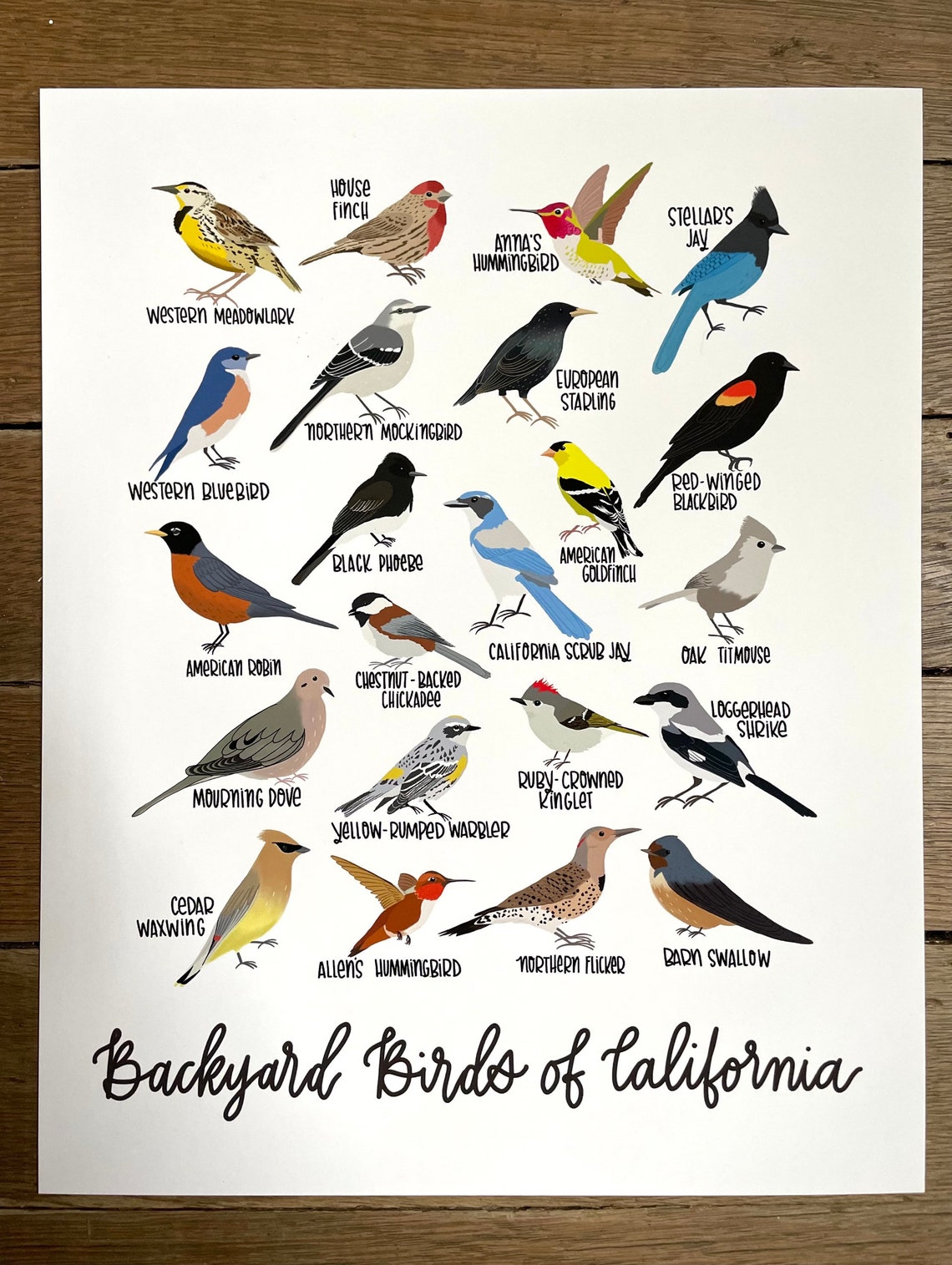 Backyard Birds of California Print - Etsy