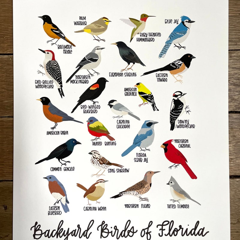 Florida Bird Art - Etsy