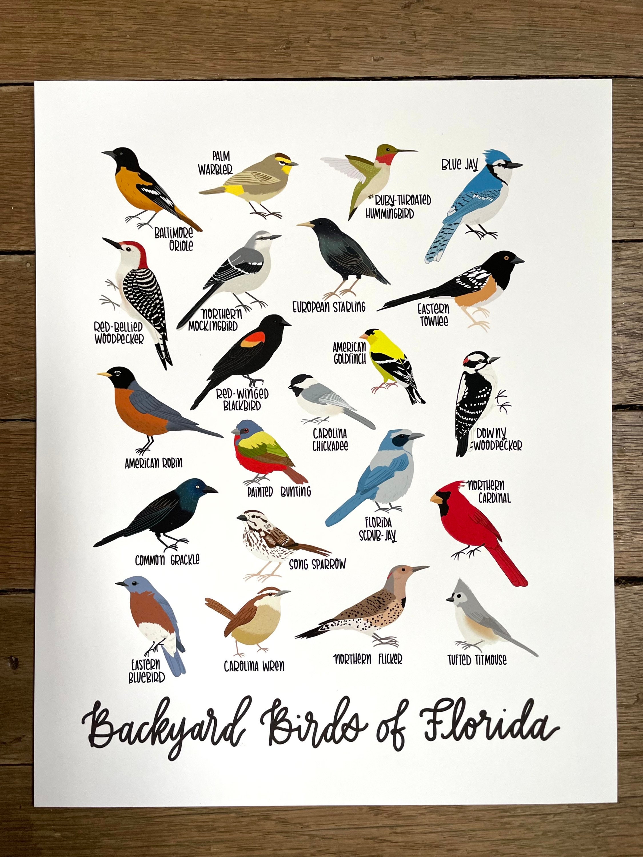 Backyard Birds of Florida-print - Etsy
