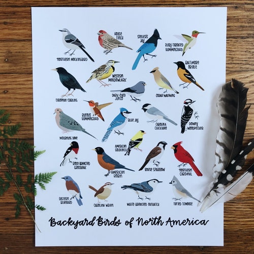 Backyard Birds of North America Poster Printable - Etsy