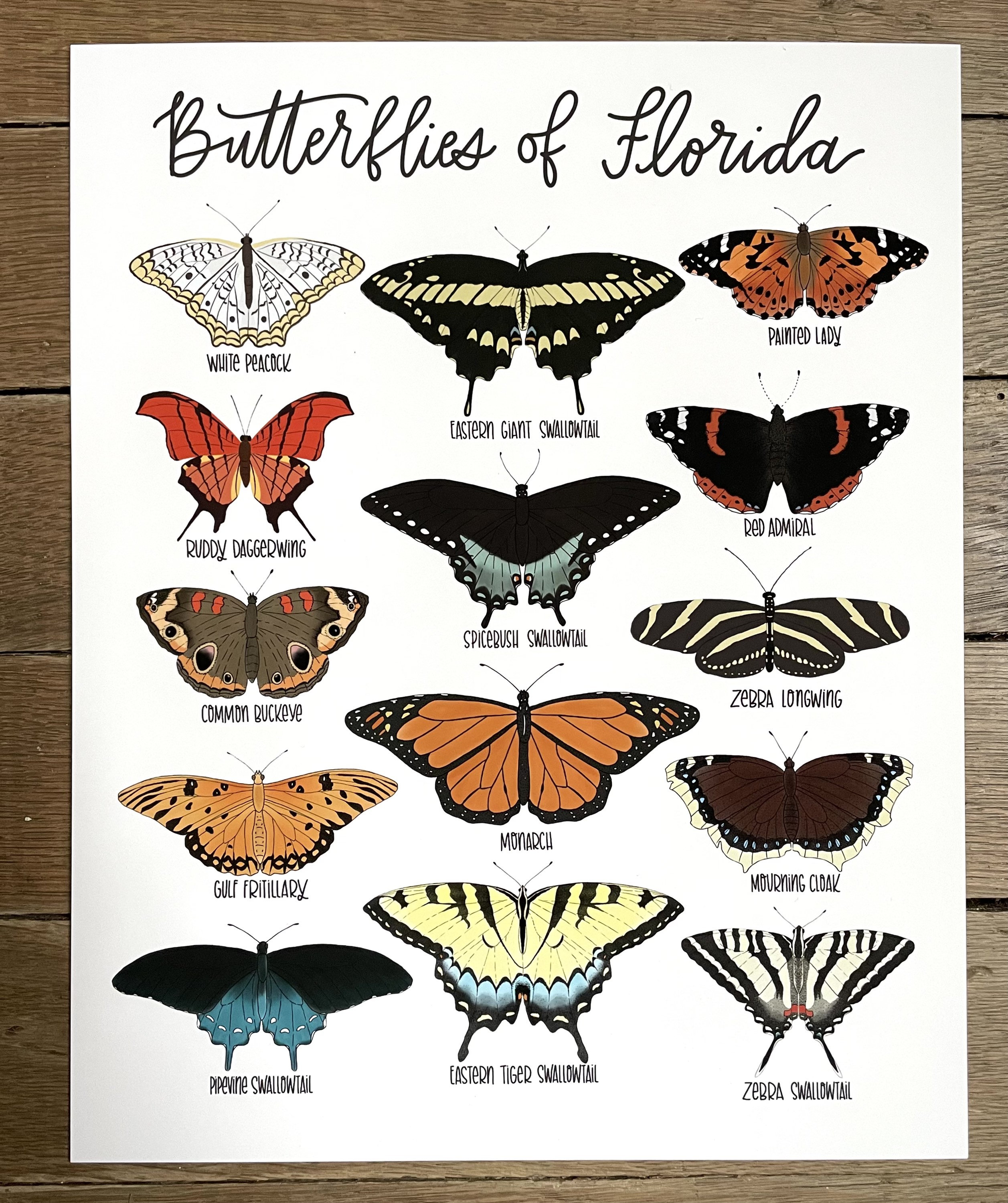 Butterflies of Florida -illustration- Print - Etsy