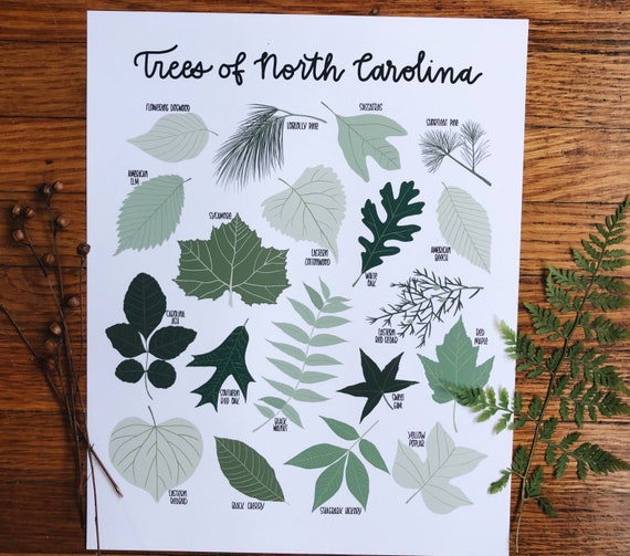 Nc Trees Identification ENCCTGA