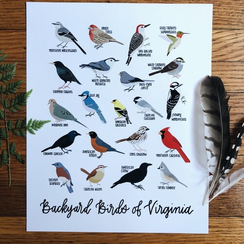 Virginia Backyard Birds Field Guide Art Print / Watercolor - Etsy