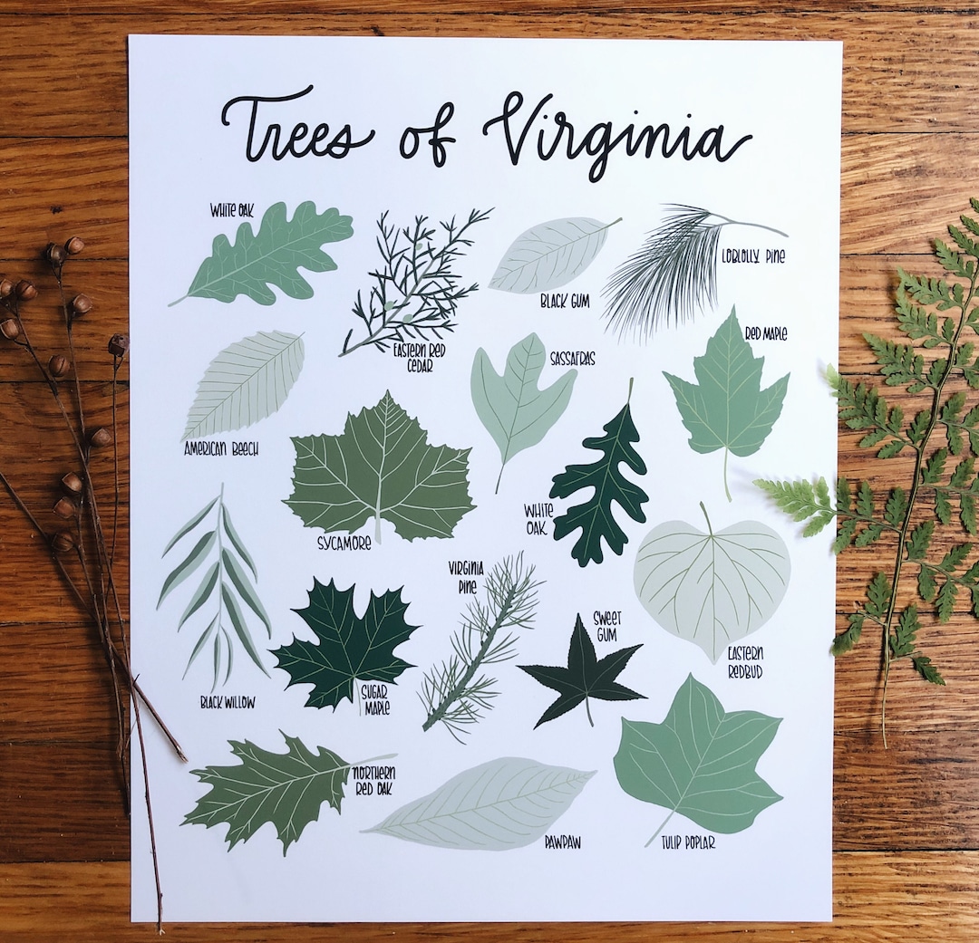 Trees of Virginia-illustration- Print - Etsy