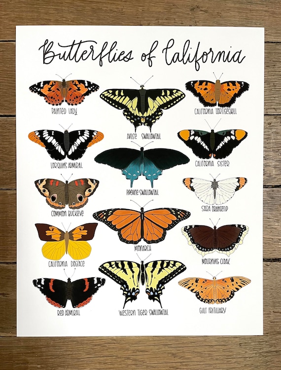 Butterflies of California illustration Print | Etsy
