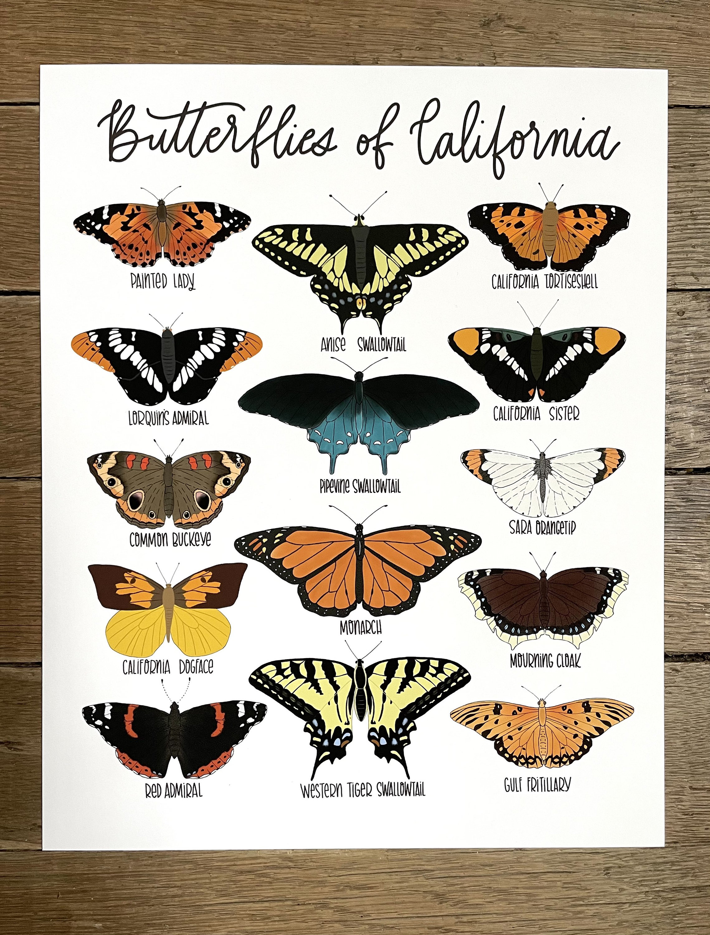 Butterflies of California -illustration- Print - Etsy