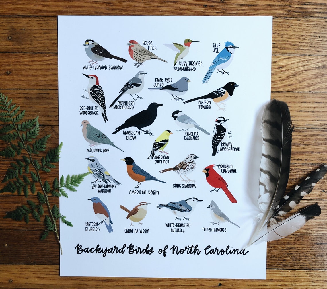 Backyard Birds of North Carolina-print - Etsy