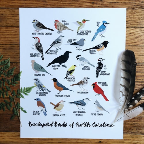 Backyard Birds of South Carolina Bird Identification Poster - Etsy