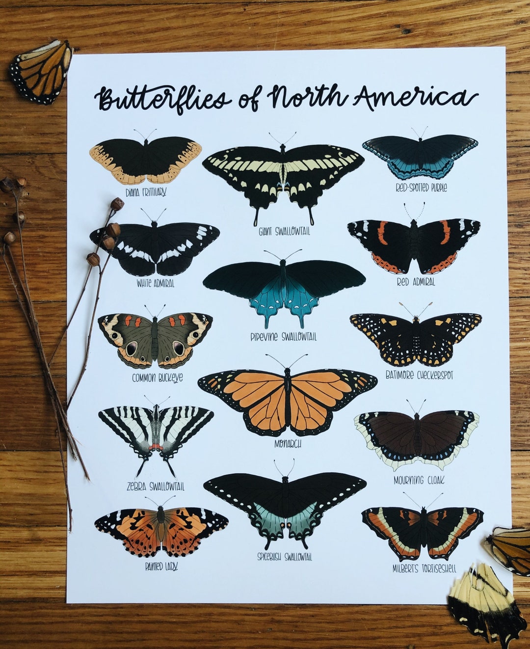 Butterflies of North America-illustration- Print - Etsy