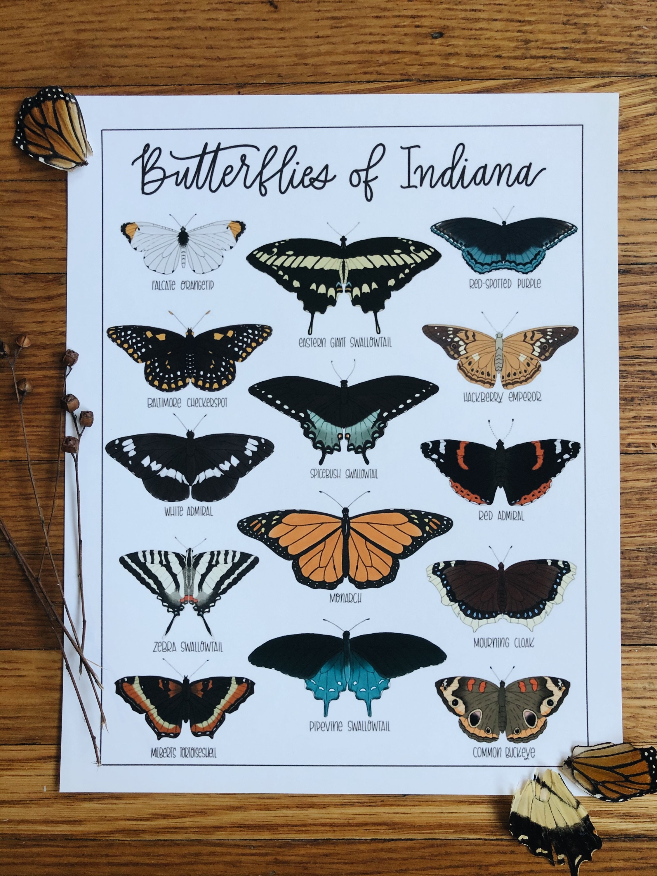 Butterflies of Indiana - Illustration- Print - Etsy
