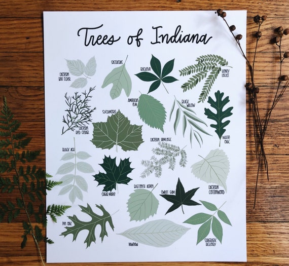 Trees of Indiana Illustration Print | Etsy