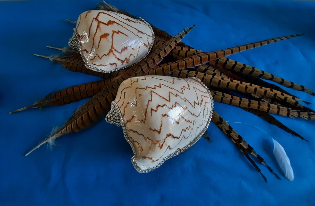 Brown Stripe Seashell for Coastal Home Décor Beach Home Coastal Art ...