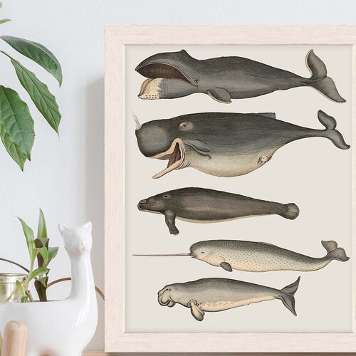 Whale Poster Five Vintage Whales and Narwhal Whale Print - Etsy