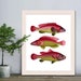 Fish art print Red/Yellow Fantasy Fish fish print fishing | Etsy