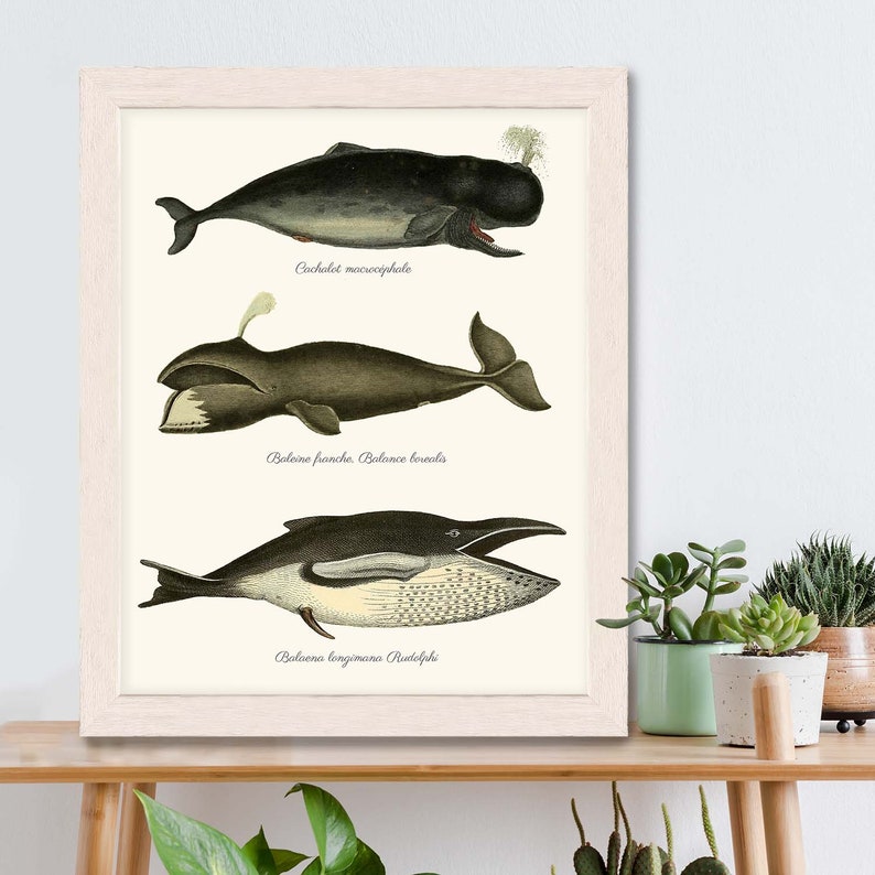 Whale Poster Trio of Whales Whale Print Whale Art Print | Etsy