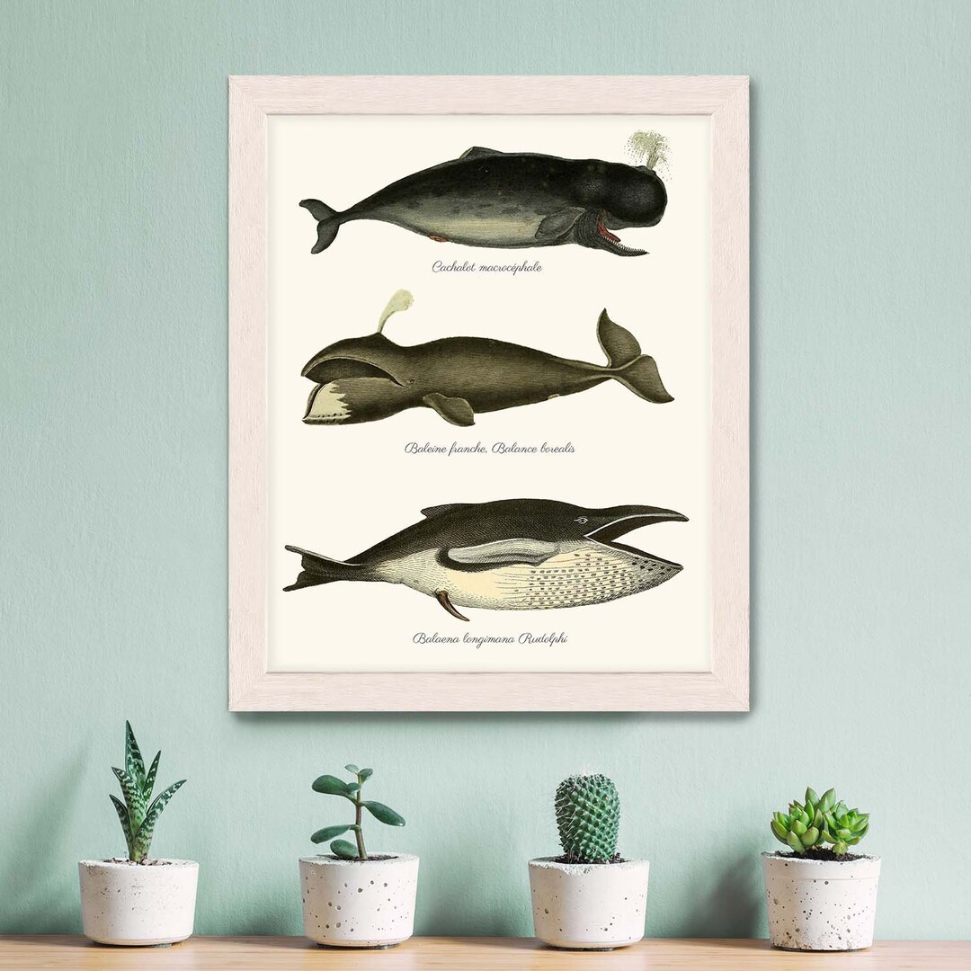 Whale Poster - Trio of Whales, Whale Print Whale Art Print Nautical ...