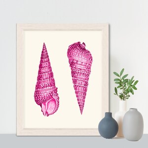Seashell Art Print - Pink Shell Duo 1 - Sea Shell Art Print Sea Shell ...