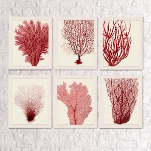 Red Coral Prints - Etsy