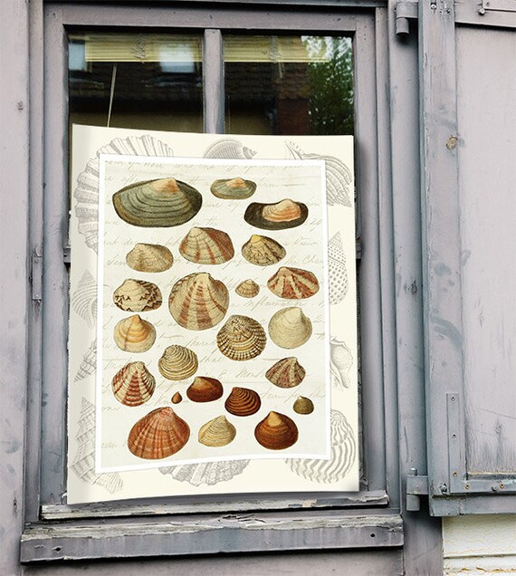 Sea shell print on Vintage Script coastal home decor coastal | Etsy