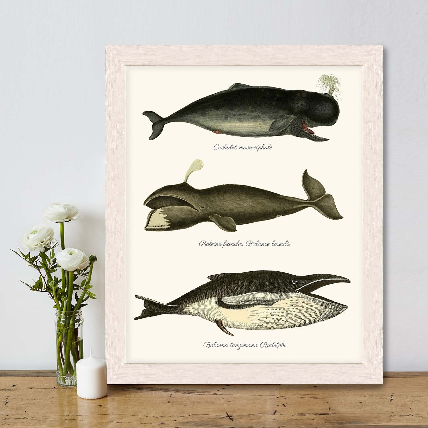 Whale poster Trio of Whales whale print whale art print | Etsy