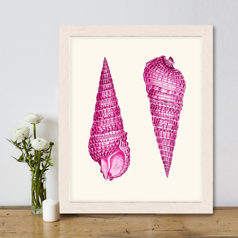 Seashell Art Print Pink Shell Duo 1 Sea Shell Art Print - Etsy
