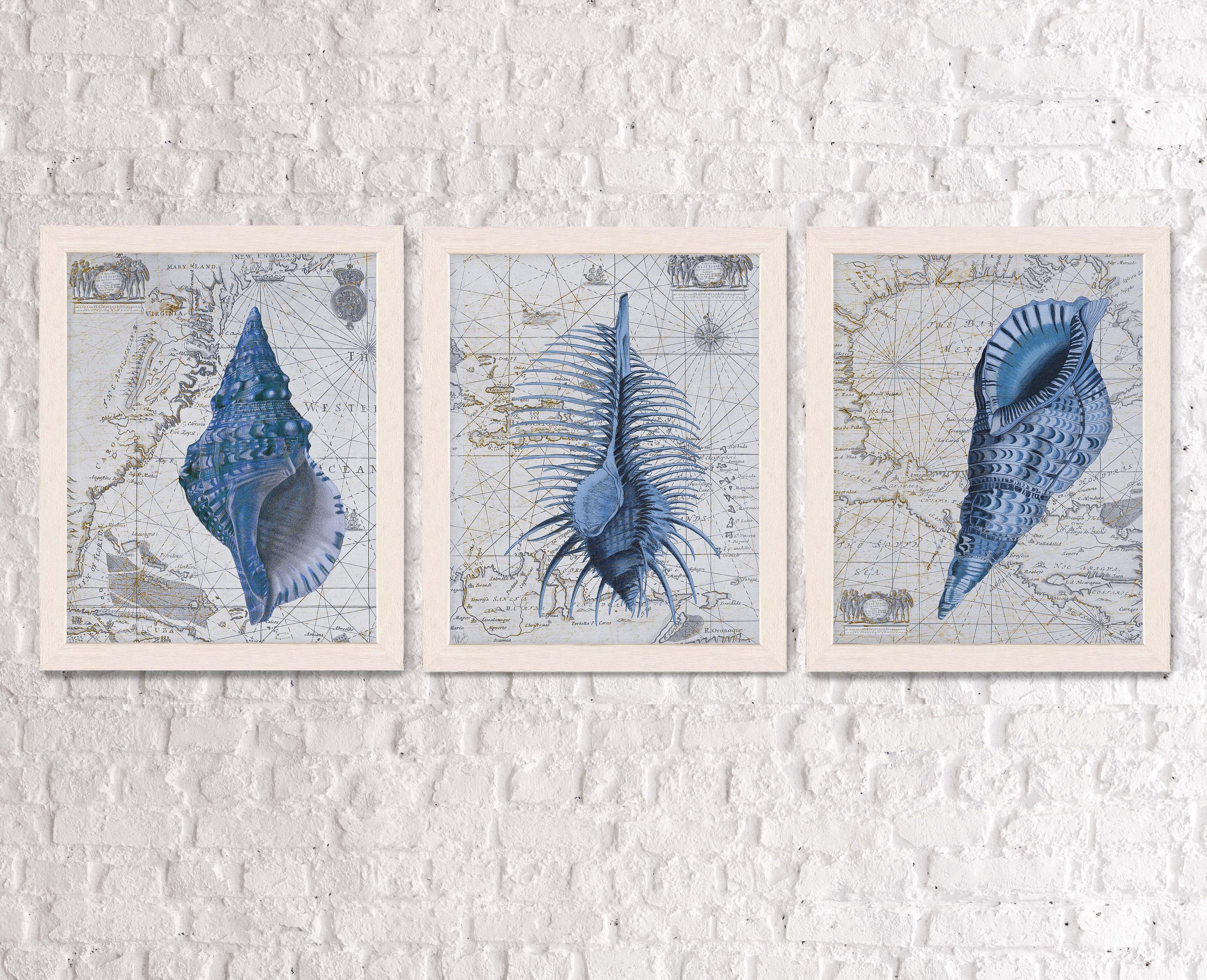 Nautical Art Prints Shell Art Seashell Collection Set of 3 - Shell ...