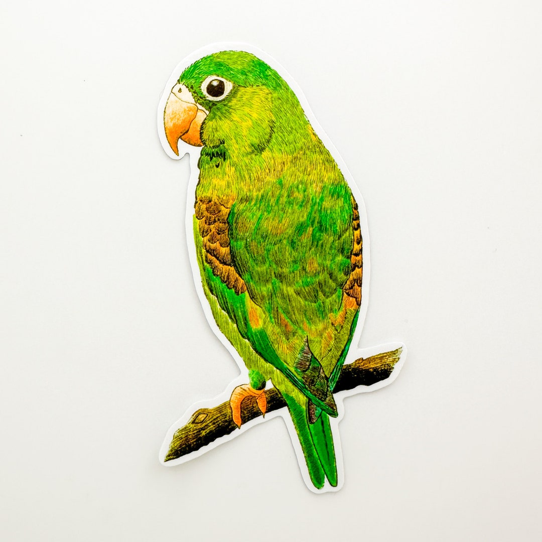 Conure Parrot Bird Vinyl Sticker - Etsy