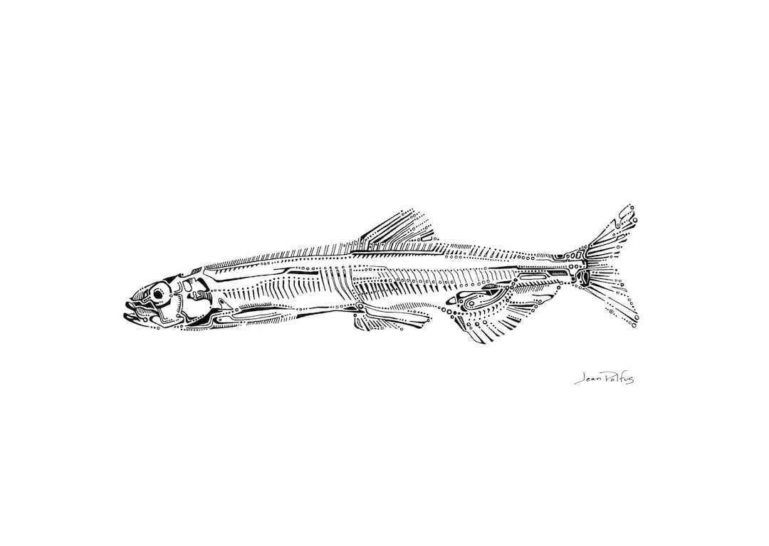 Capelin (mallotus Villosus) Illustration, Fine Line Artwork, Black and ...