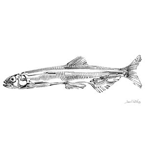 Capelin (mallotus Villosus) Illustration, Fine Line Artwork, Black and ...