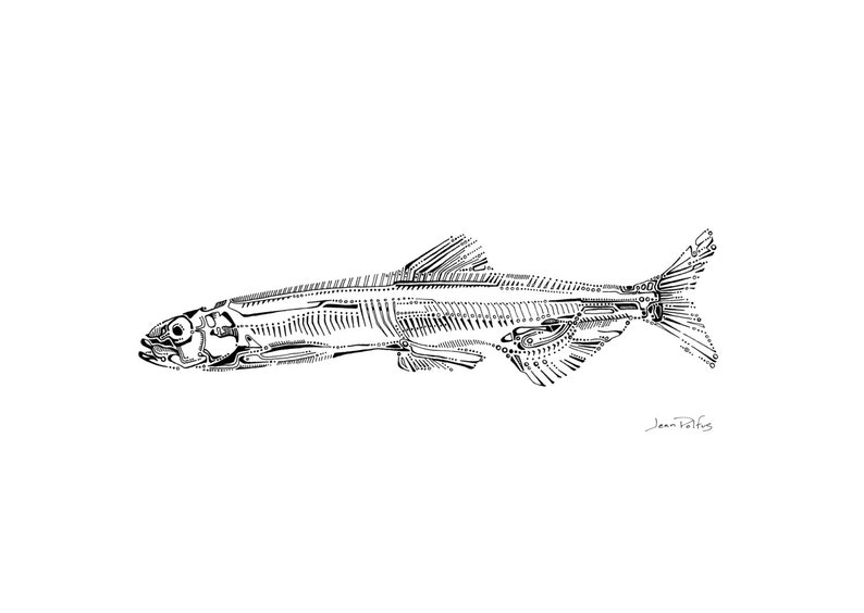 Capelin (mallotus Villosus) Illustration, Fine Line Artwork, Black and ...