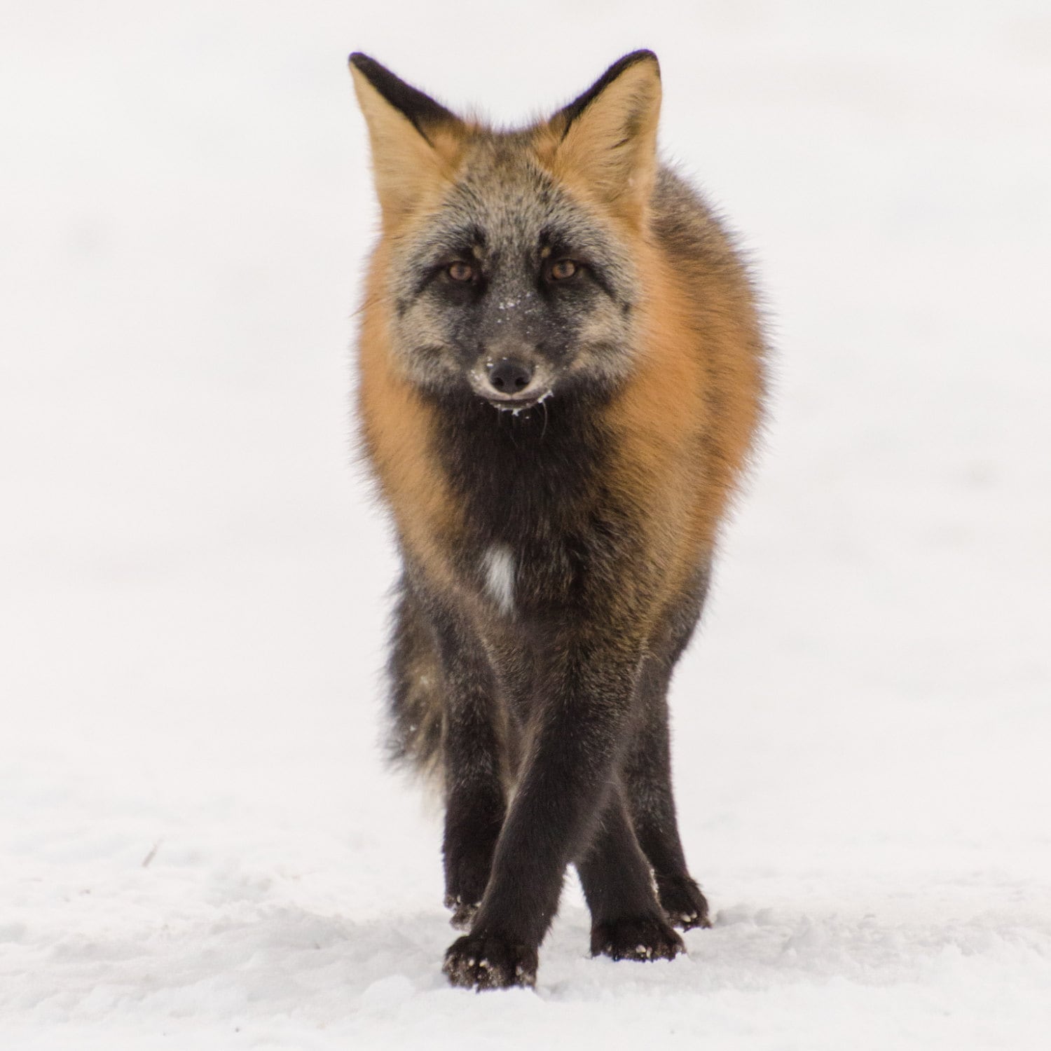 Cross Paw Cross Fox, Fine Art Photography Print, Nature Photograph ...