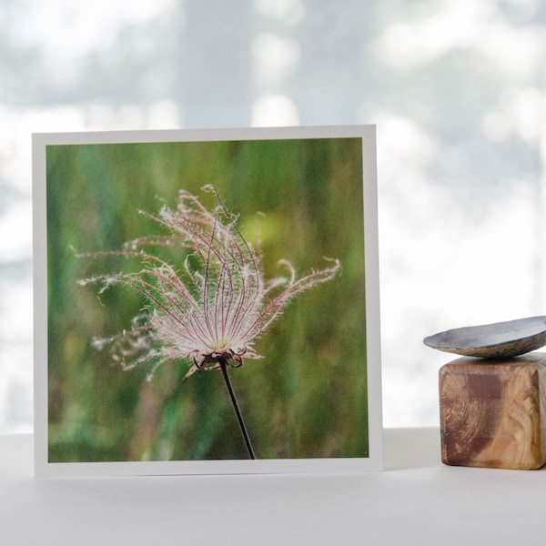 Prairie Smoke - Etsy