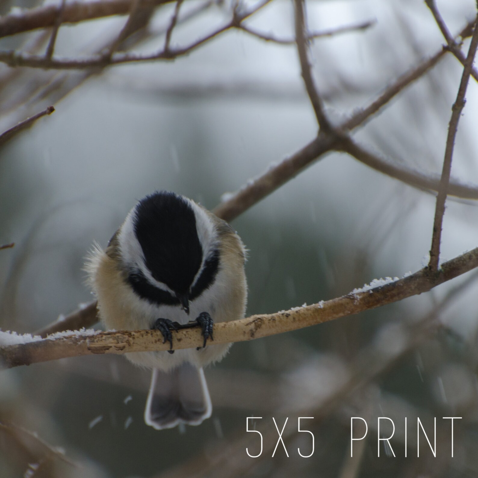 Chickadee Fine Art Photography Print, Nature Photography, Wildlife ...