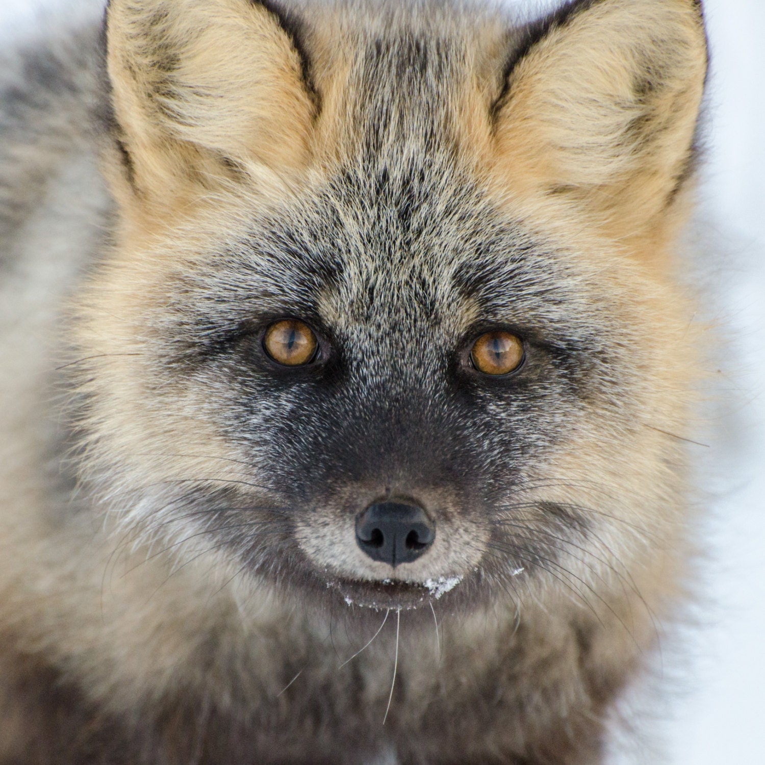Fox Portrait, 5x5 Print, Fine Art Photograph, Wildlife Photo, Animal ...