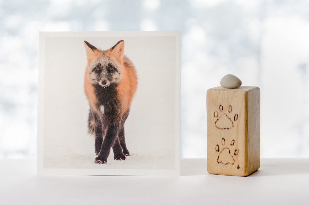 Cross Paw Cross Fox, Fine Art Photography Print, Nature Photograph ...