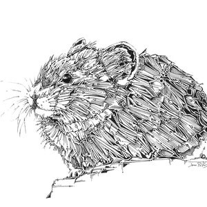 Pika Drawing, Mouse Art, Fine Art Illustration, Animal Drawing ...